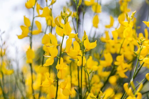Genista Care Guide: Keep These Sunny Blooms Bright & Long-Lasting | KS ...